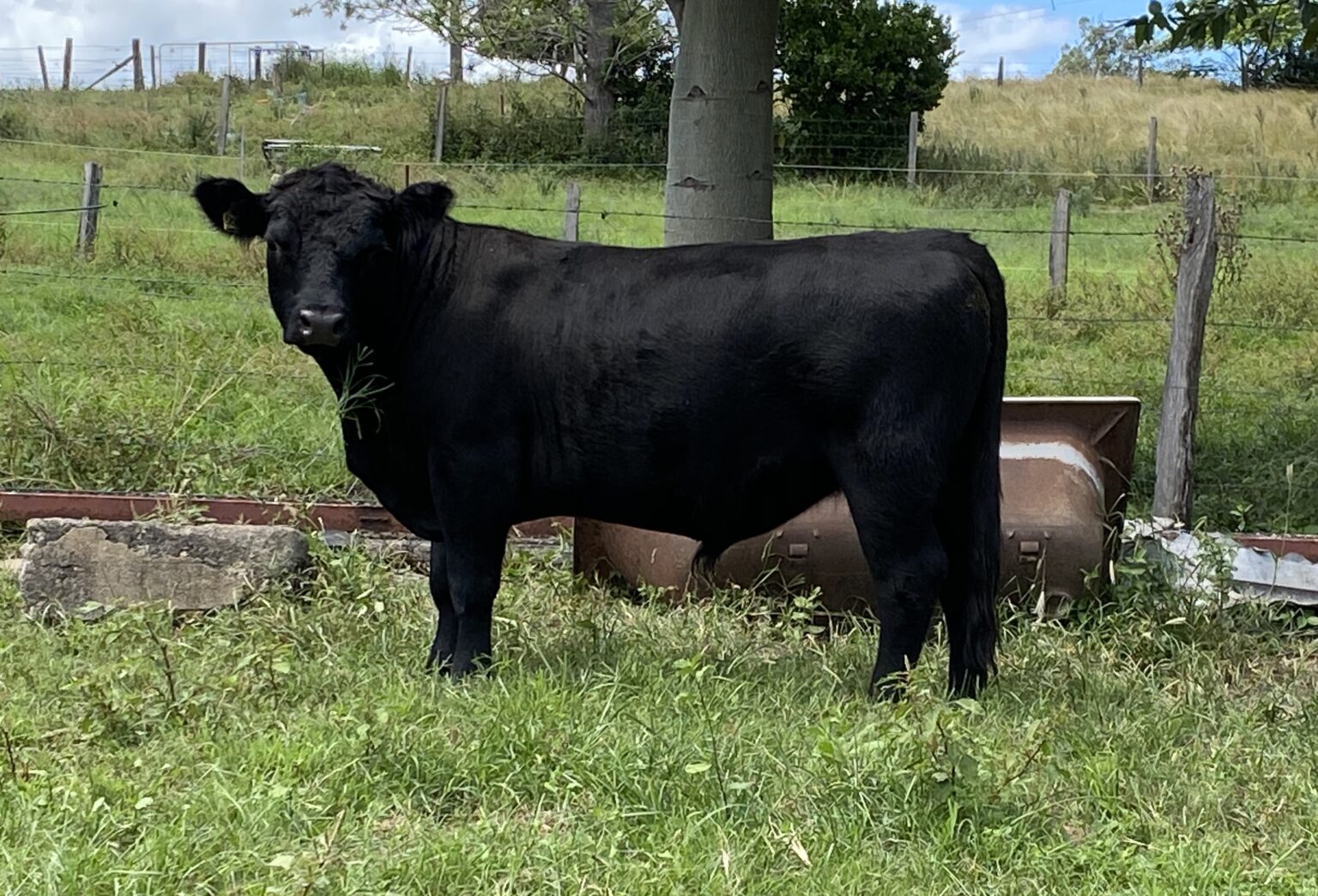 Australian Lowline Cattle & Genetics For Sale - ALCA