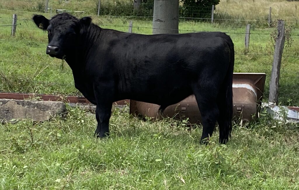 Australian Lowline Cattle & Genetics For Sale - ALCA