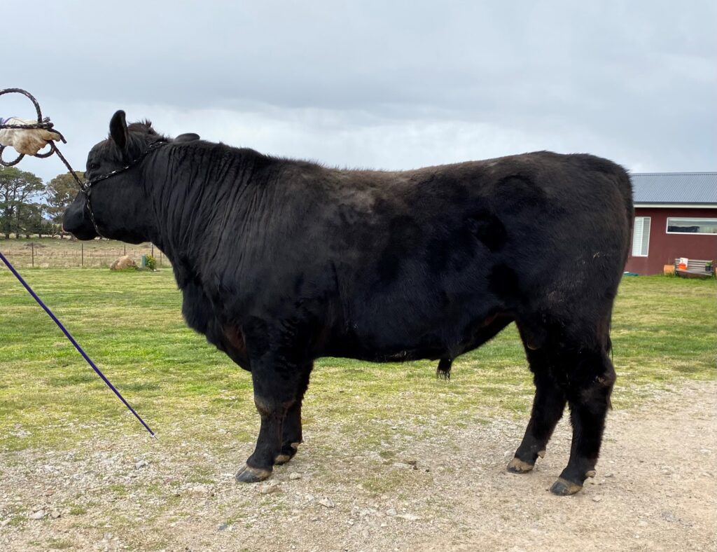 Australian Lowline Cattle & Genetics For Sale - ALCA