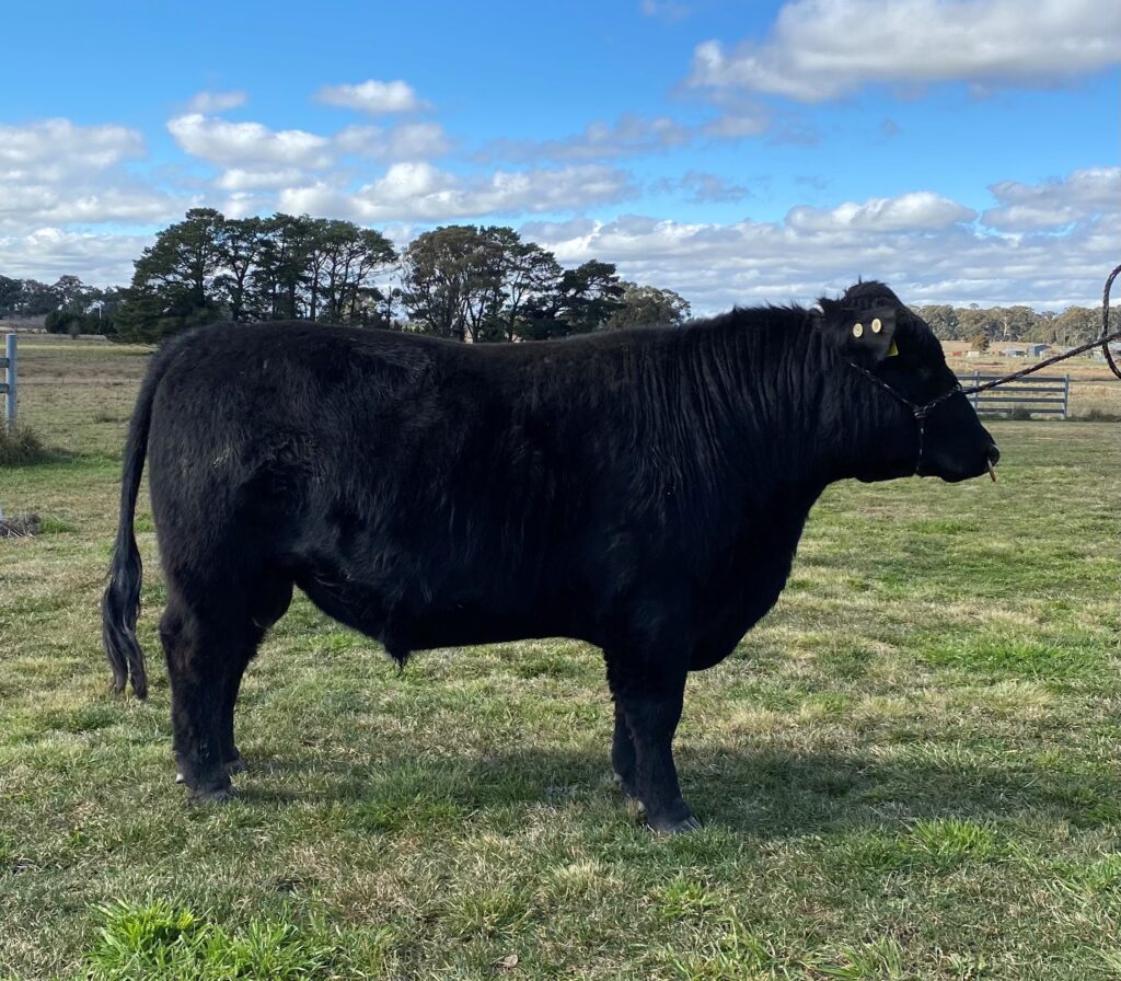 Australian Lowline Cattle & Genetics For Sale - ALCA