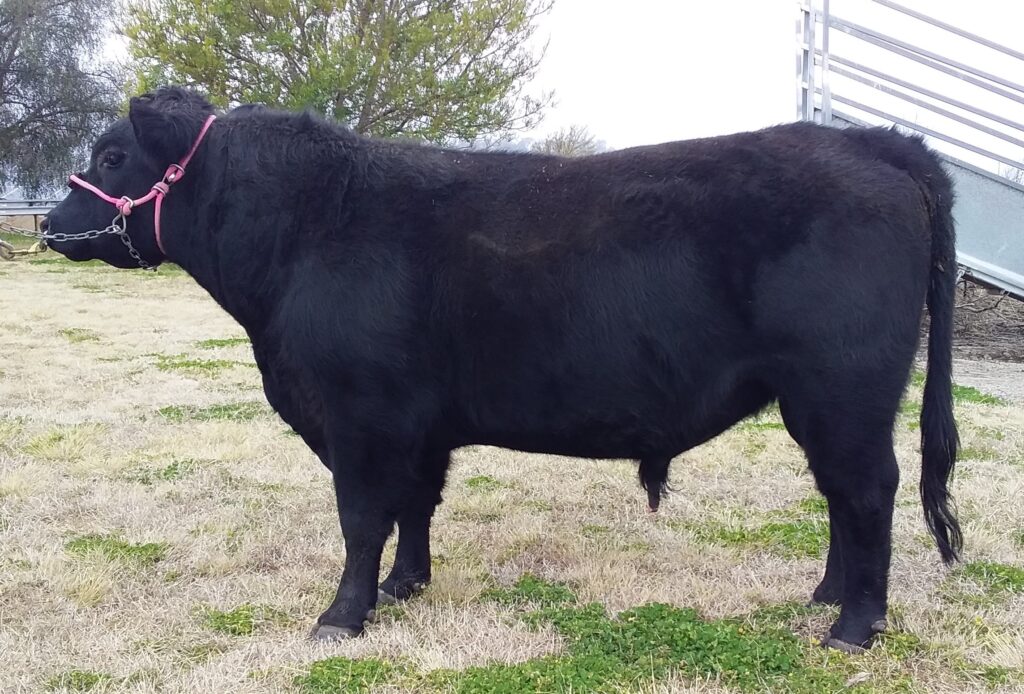 Australian Lowline Cattle & Genetics For Sale - ALCA