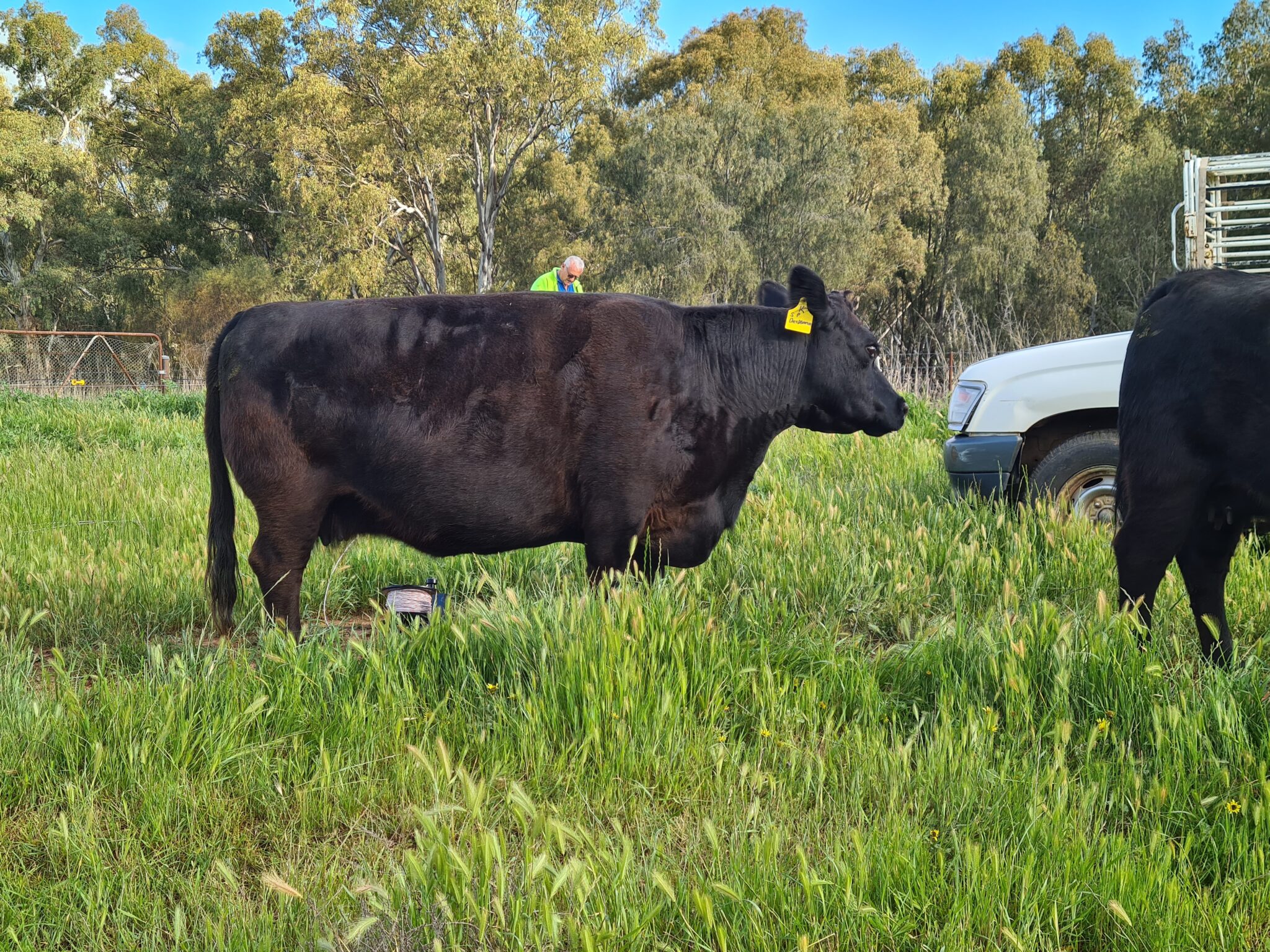 Australian Lowline Cattle & Genetics For Sale - ALCA