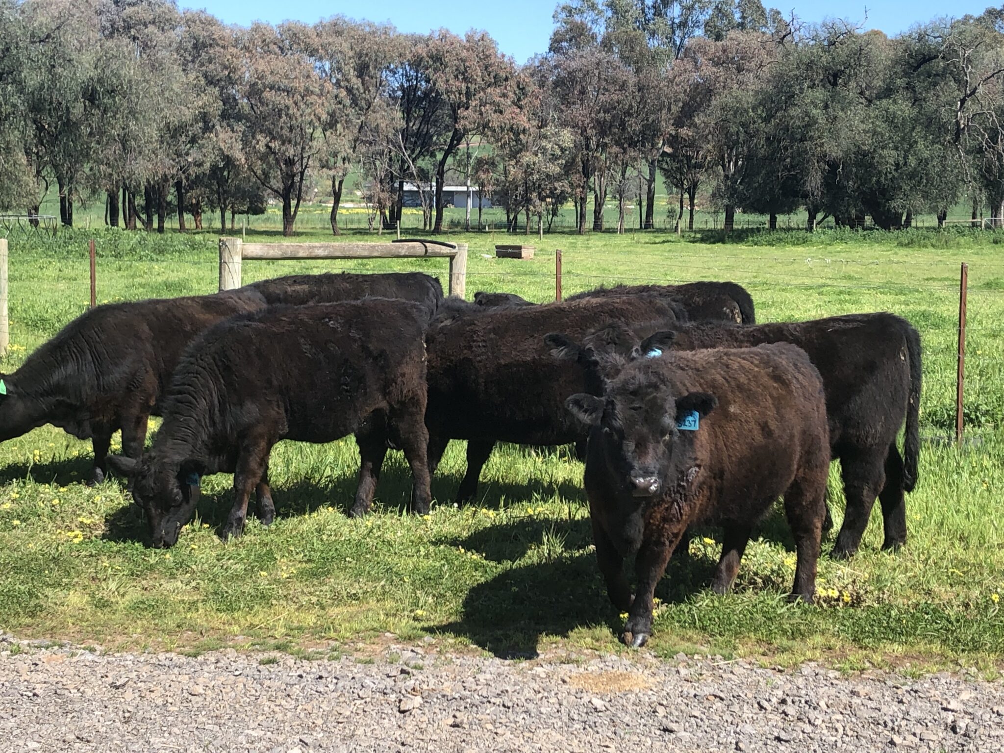 Australian Lowline Cattle & Genetics For Sale - ALCA