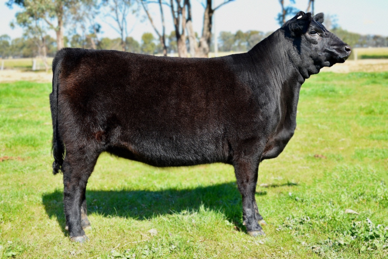 Australian Lowline Cattle & Genetics For Sale - ALCA