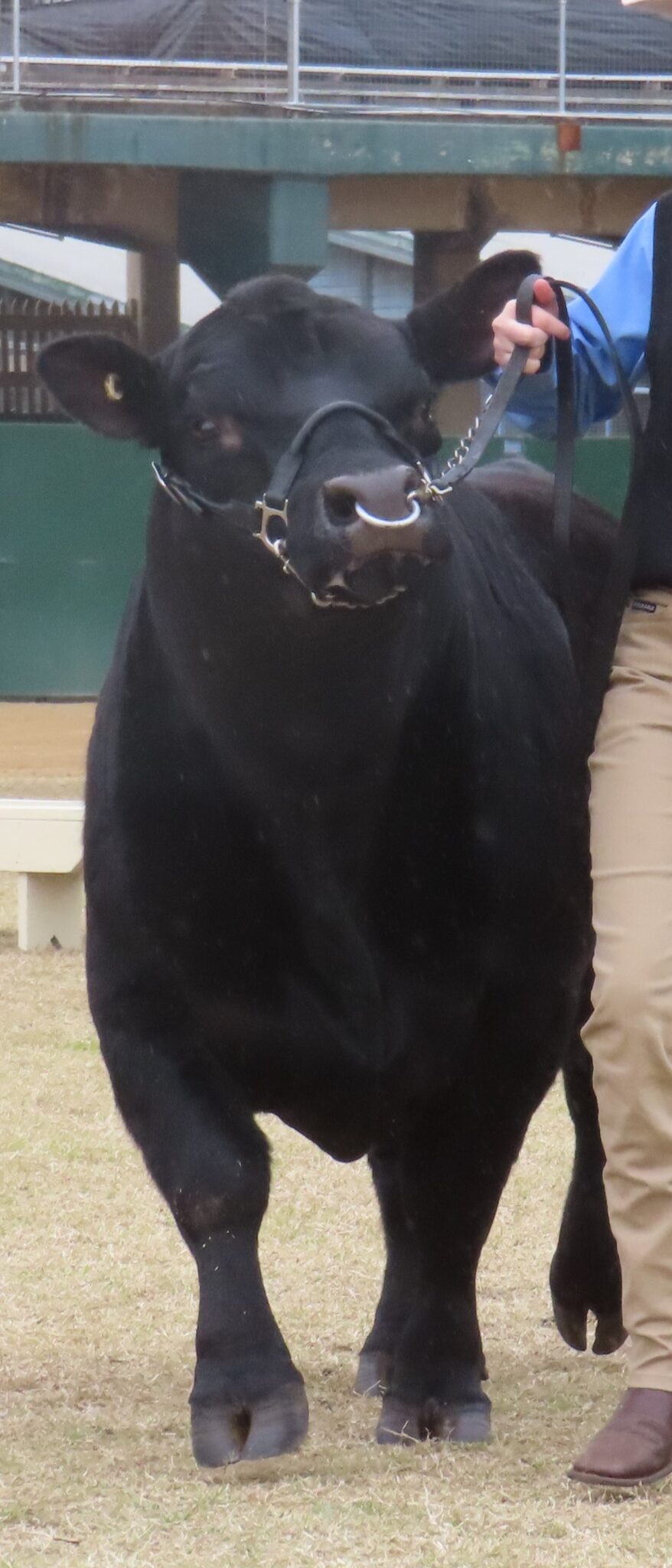 Australian Lowline Cattle & Genetics For Sale - ALCA