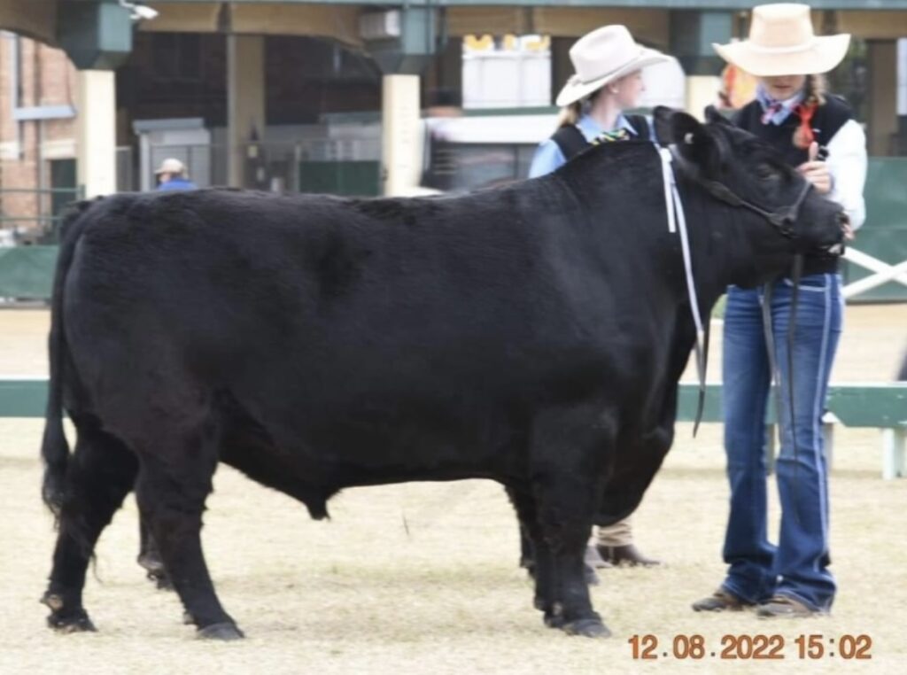 Australian Lowline Cattle & Genetics For Sale - ALCA