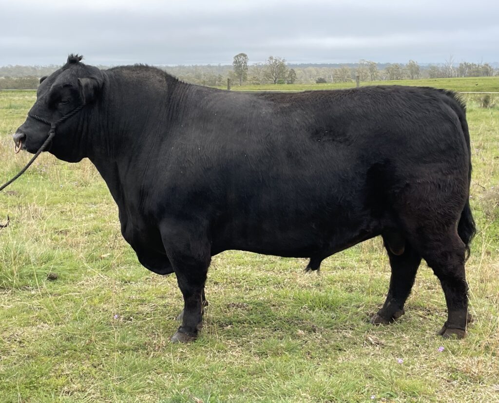 Australian Lowline Cattle & Genetics For Sale - ALCA