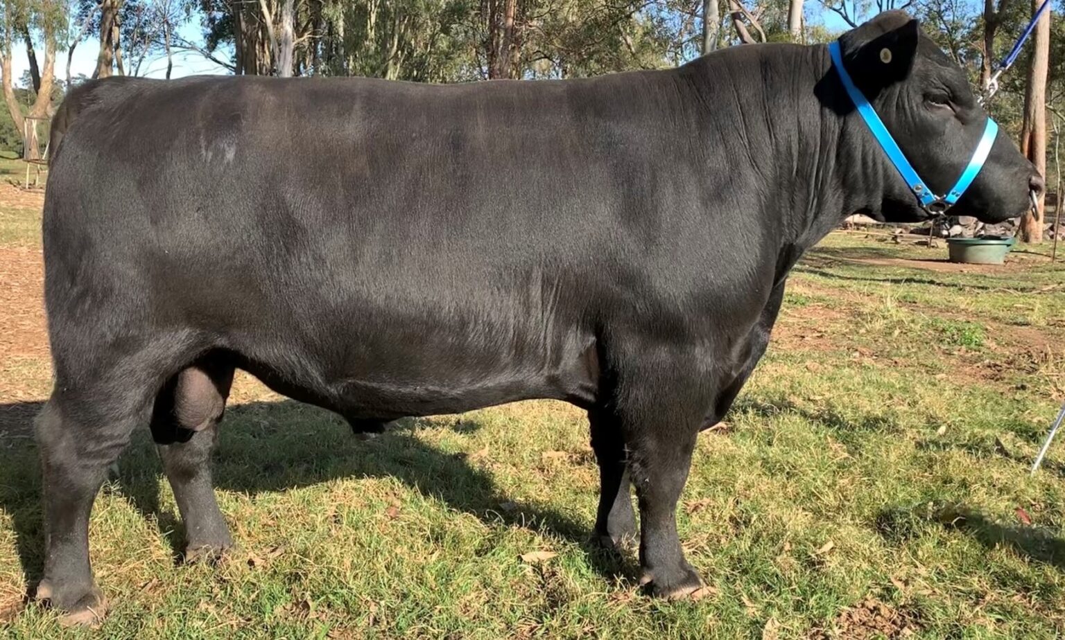 Australian Lowline Cattle & Genetics For Sale - ALCA