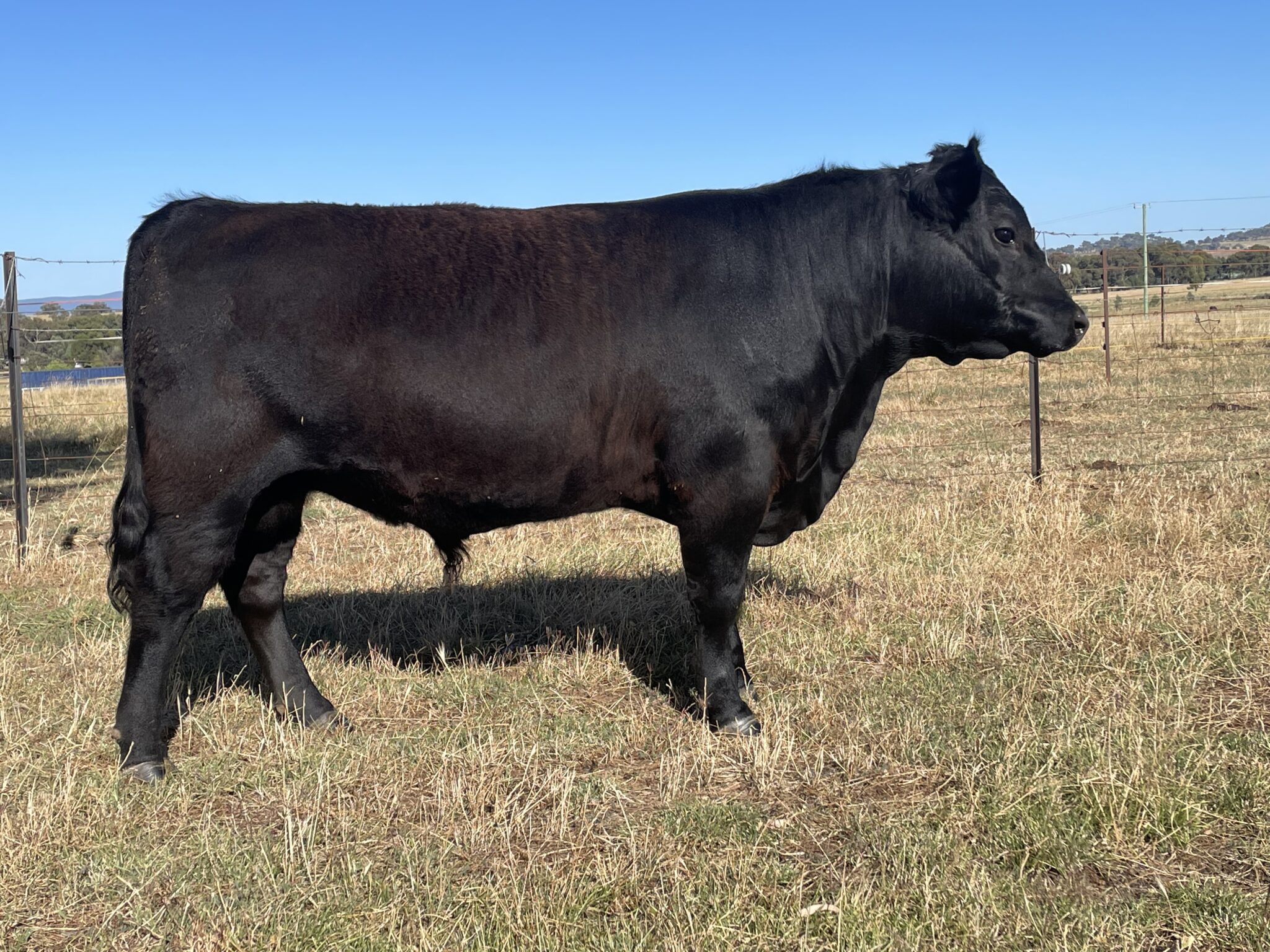 Australian Lowline Cattle & Genetics For Sale - ALCA