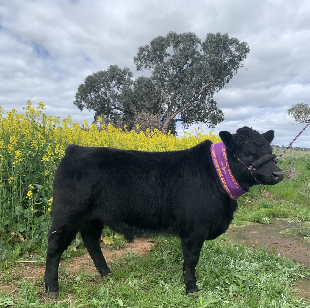 Australian Lowline Cattle & Genetics For Sale - ALCA