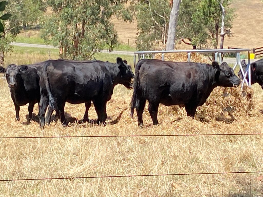 Australian Lowline Cattle & Genetics For Sale - ALCA