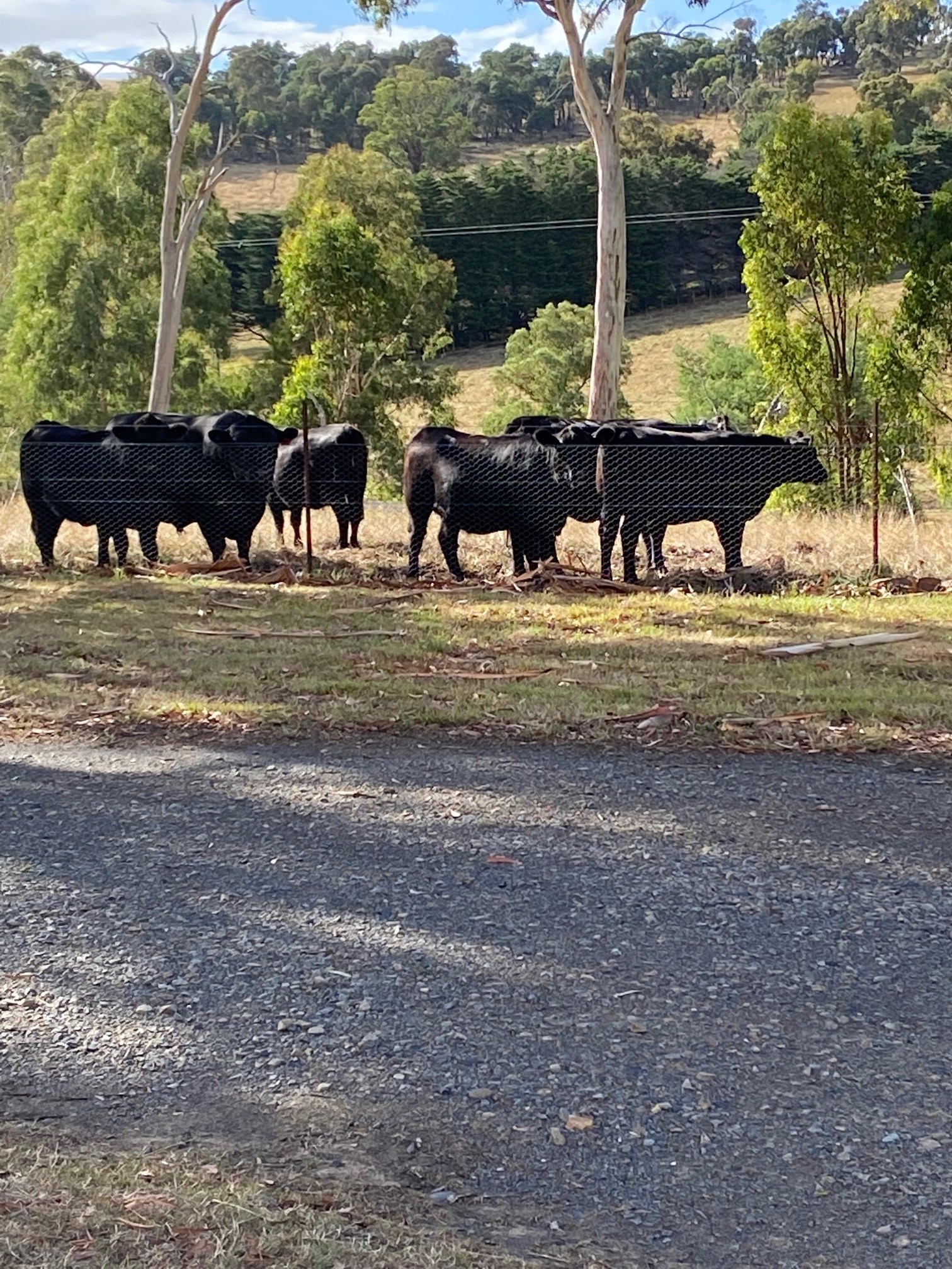 Australian Lowline Cattle & Genetics For Sale - ALCA