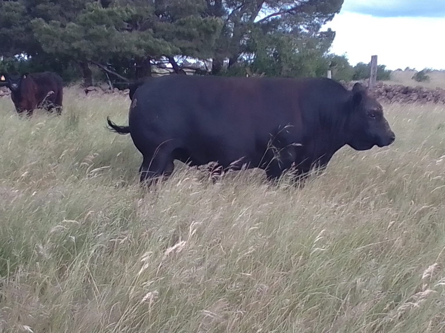 Australian Lowline Cattle & Genetics For Sale - ALCA