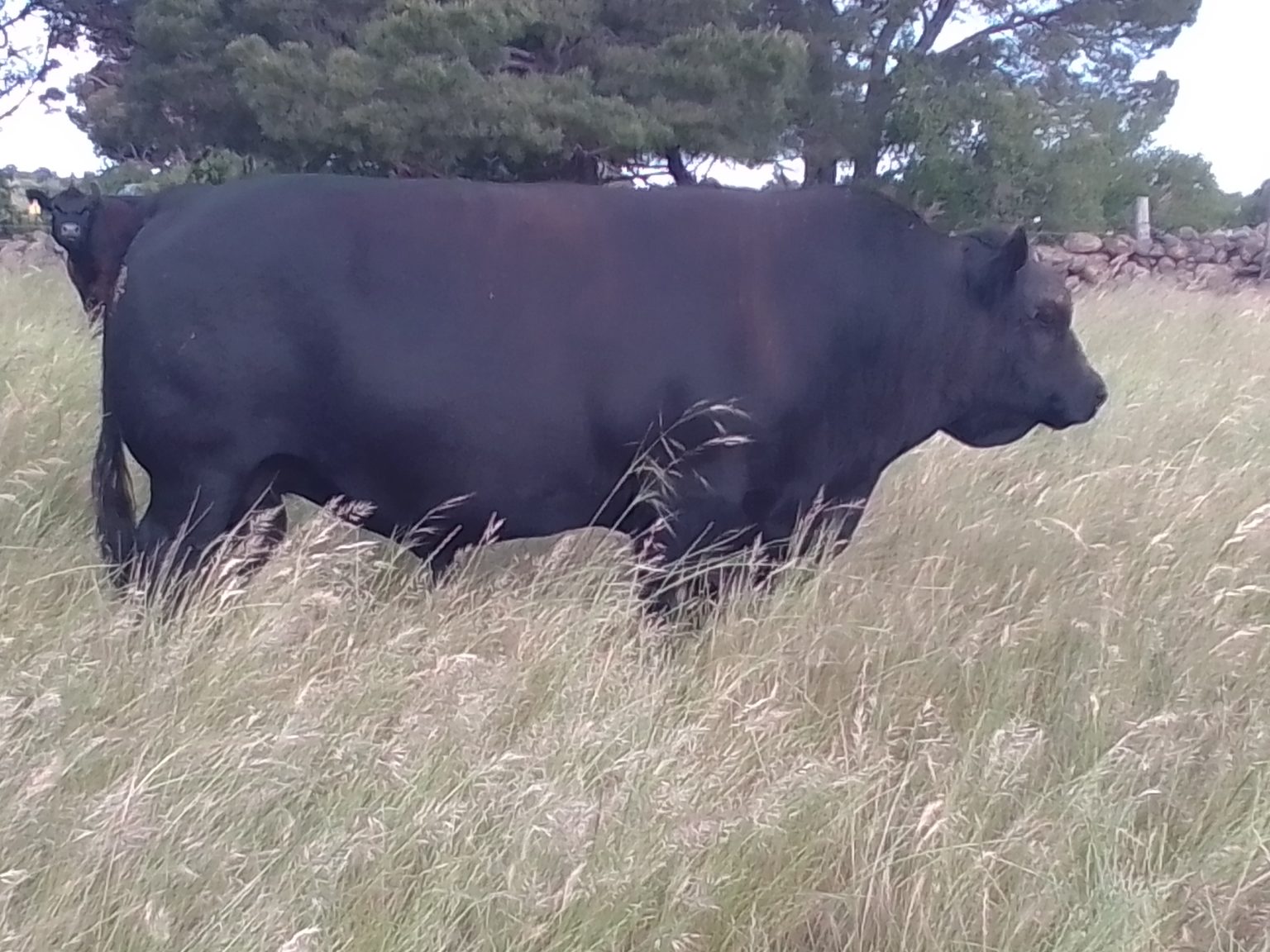 Australian Lowline Cattle & Genetics For Sale - ALCA