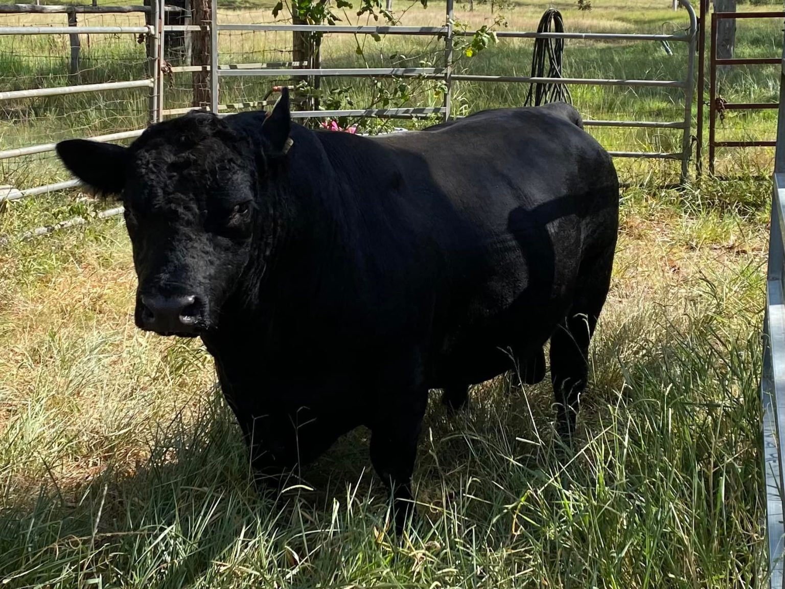 Australian Lowline Cattle & Genetics For Sale - ALCA