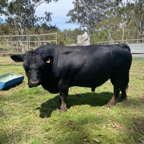 Australian Lowline Cattle & Genetics For Sale - ALCA