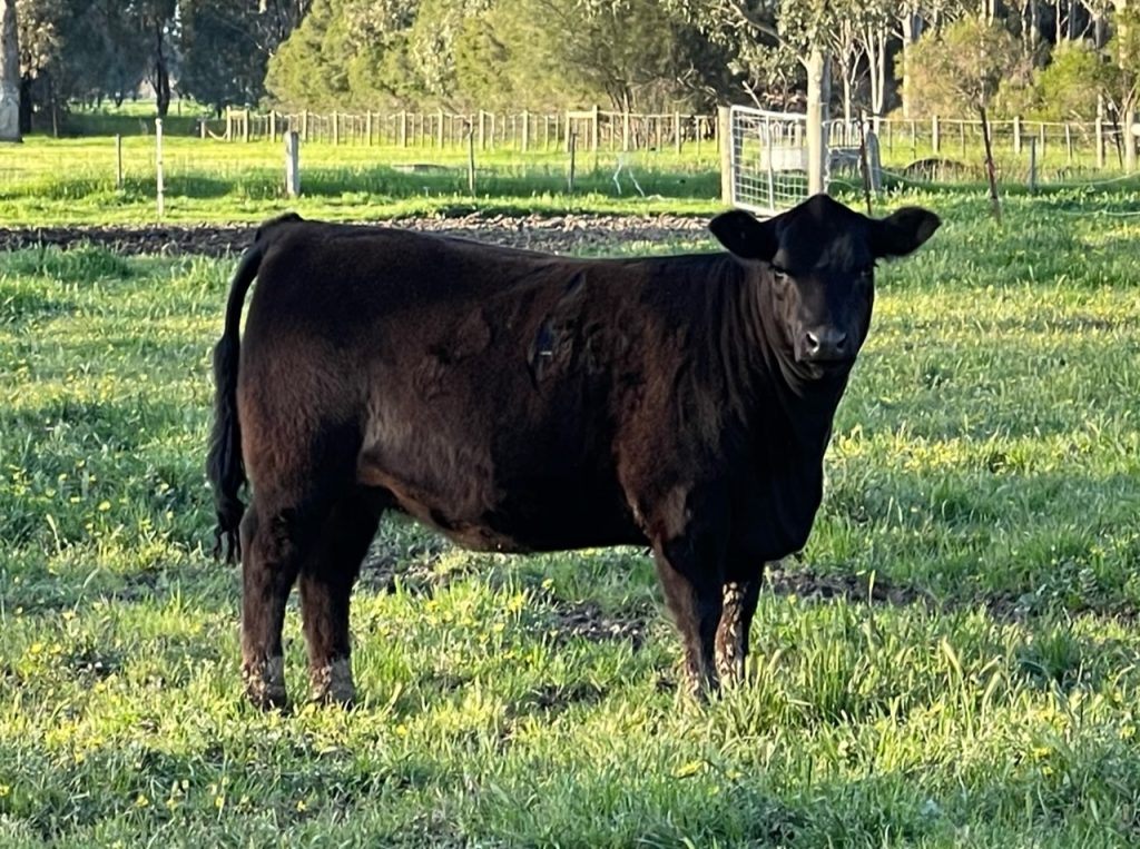 Australian Lowline Cattle & Genetics For Sale - ALCA