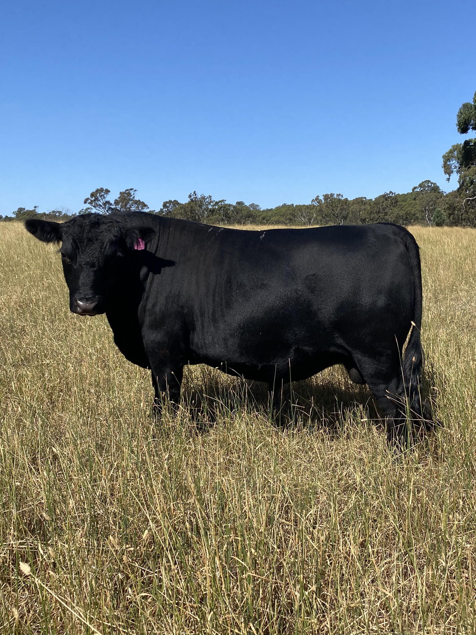 Australian Lowline Cattle & Genetics For Sale - ALCA
