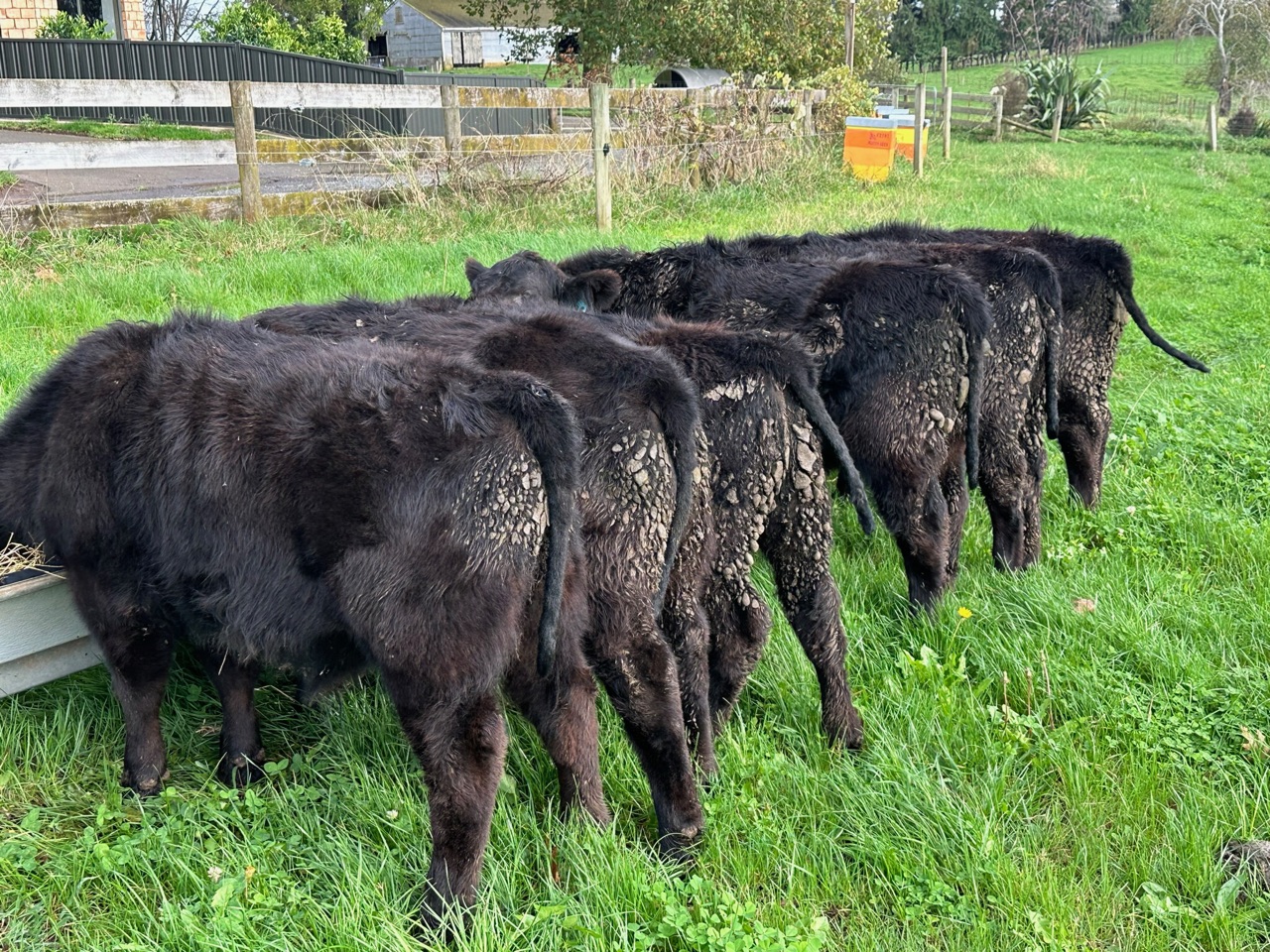 Australian Lowline Cattle & Genetics For Sale - ALCA
