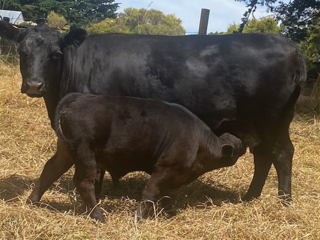 Australian Lowline Cattle & Genetics For Sale - ALCA