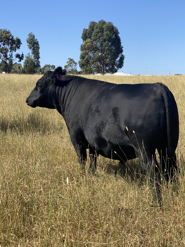 Australian Lowline Cattle & Genetics For Sale - ALCA