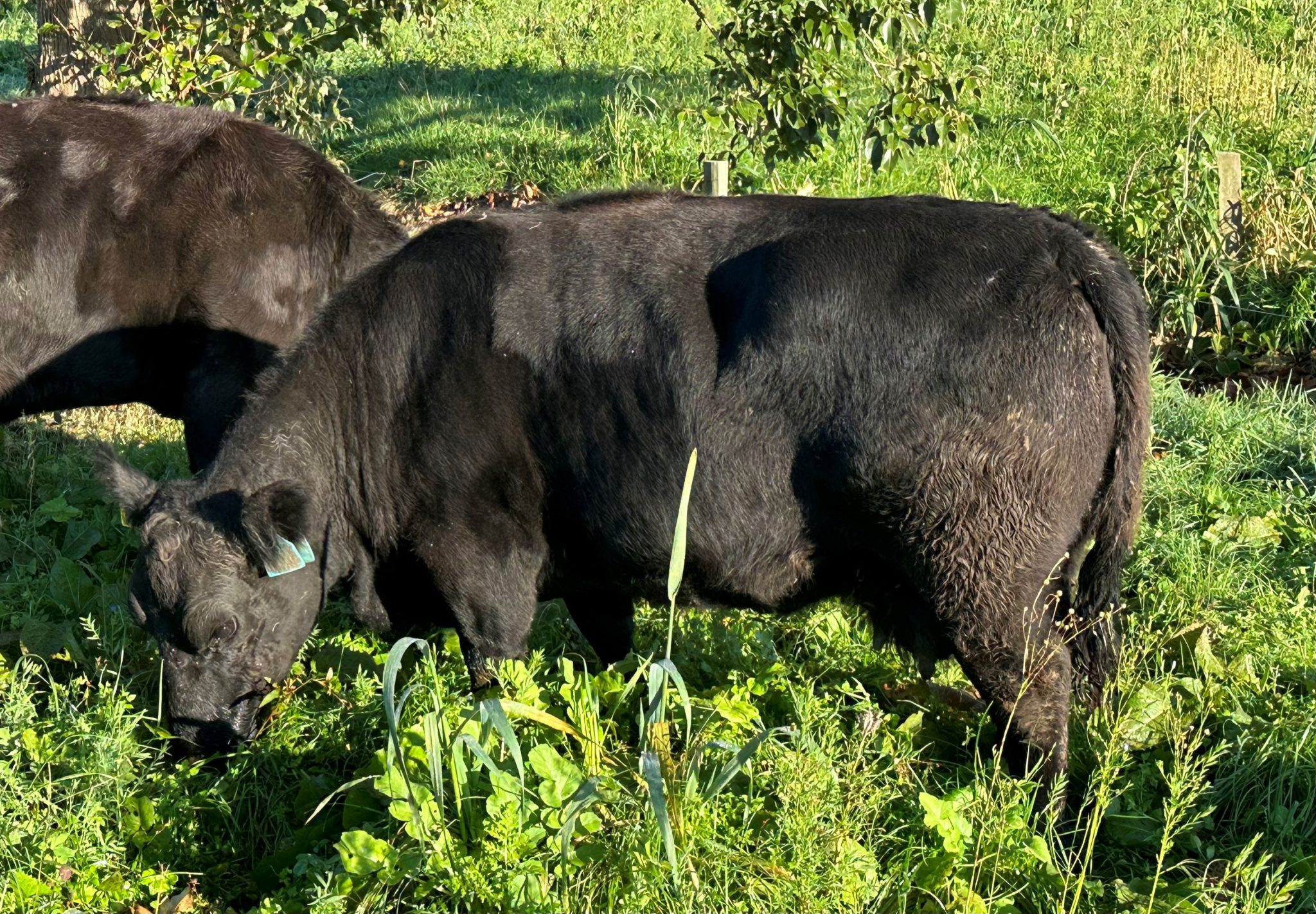 Australian Lowline Cattle & Genetics For Sale - ALCA