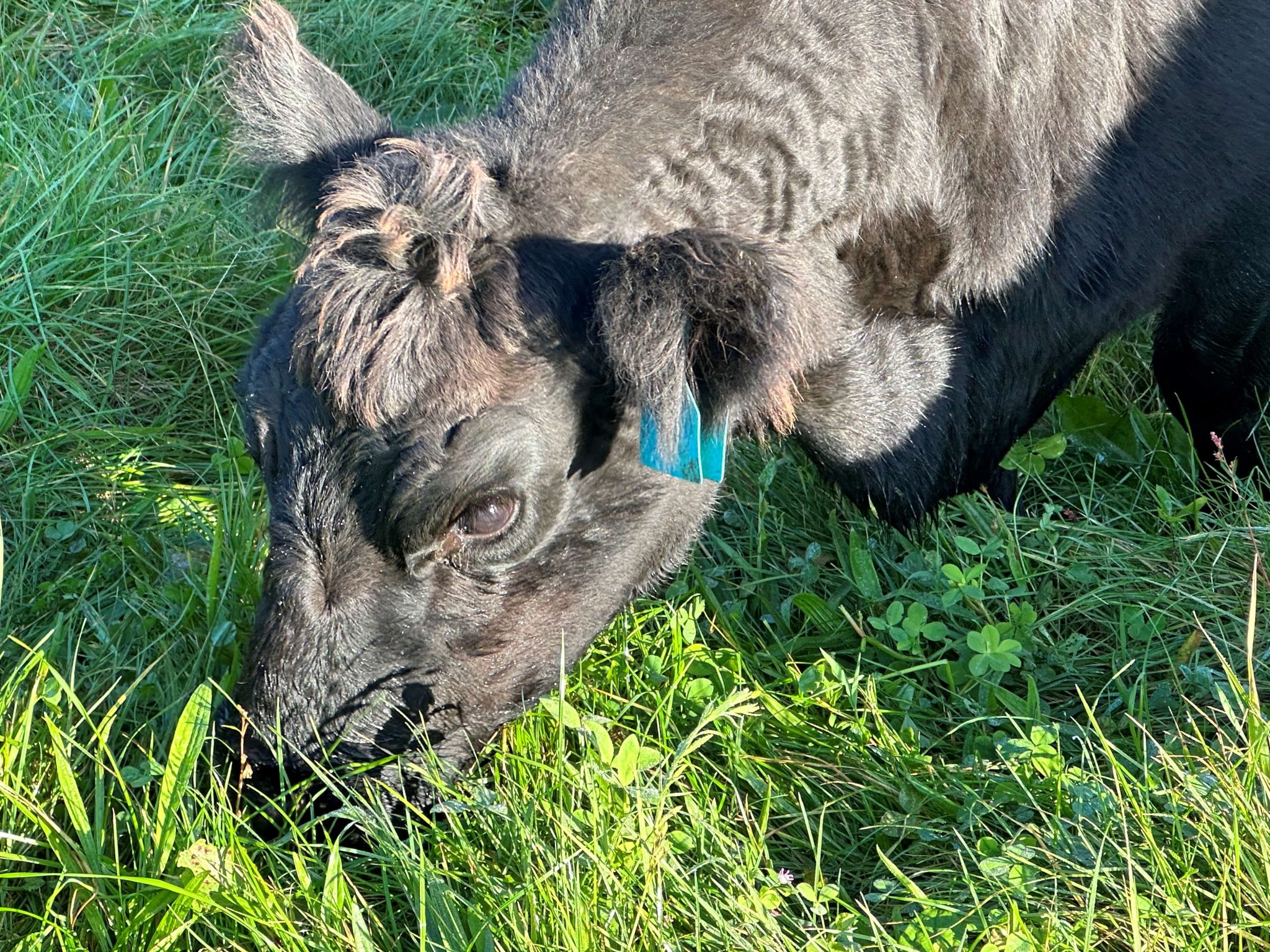 Australian Lowline Cattle & Genetics For Sale - ALCA