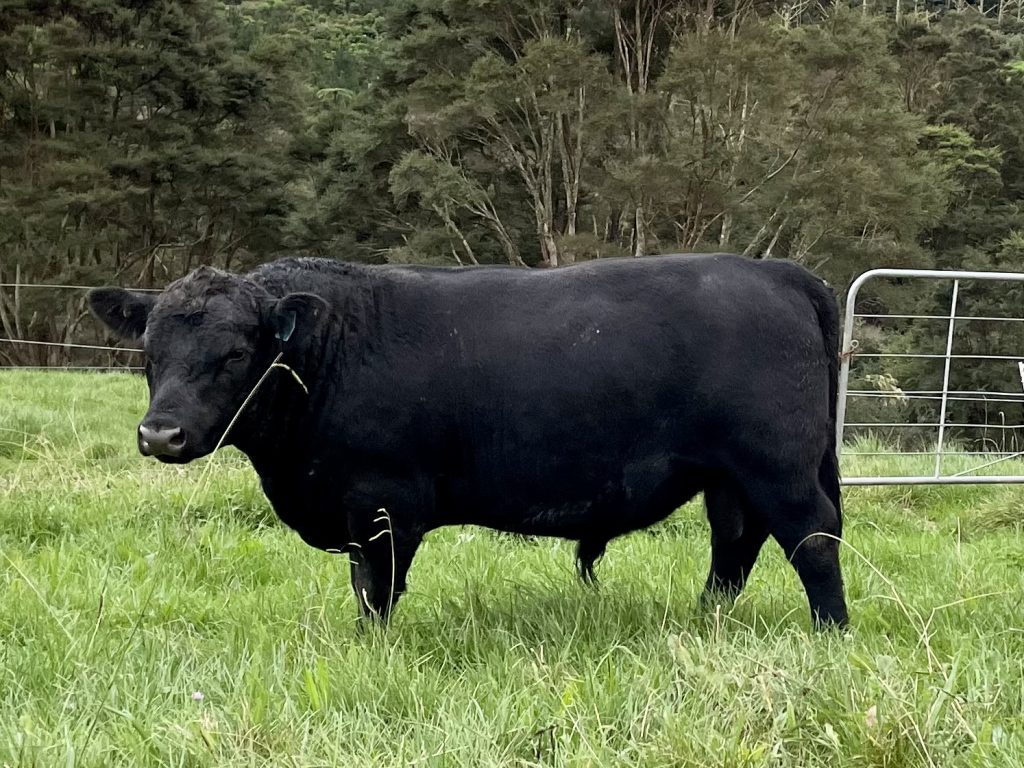 Australian Lowline Cattle & Genetics For Sale - ALCA