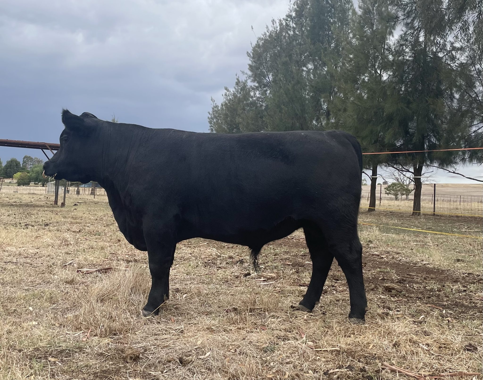 Australian Lowline Cattle & Genetics For Sale - ALCA