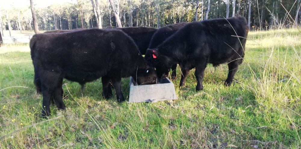 Australian Lowline Cattle & Genetics For Sale - ALCA