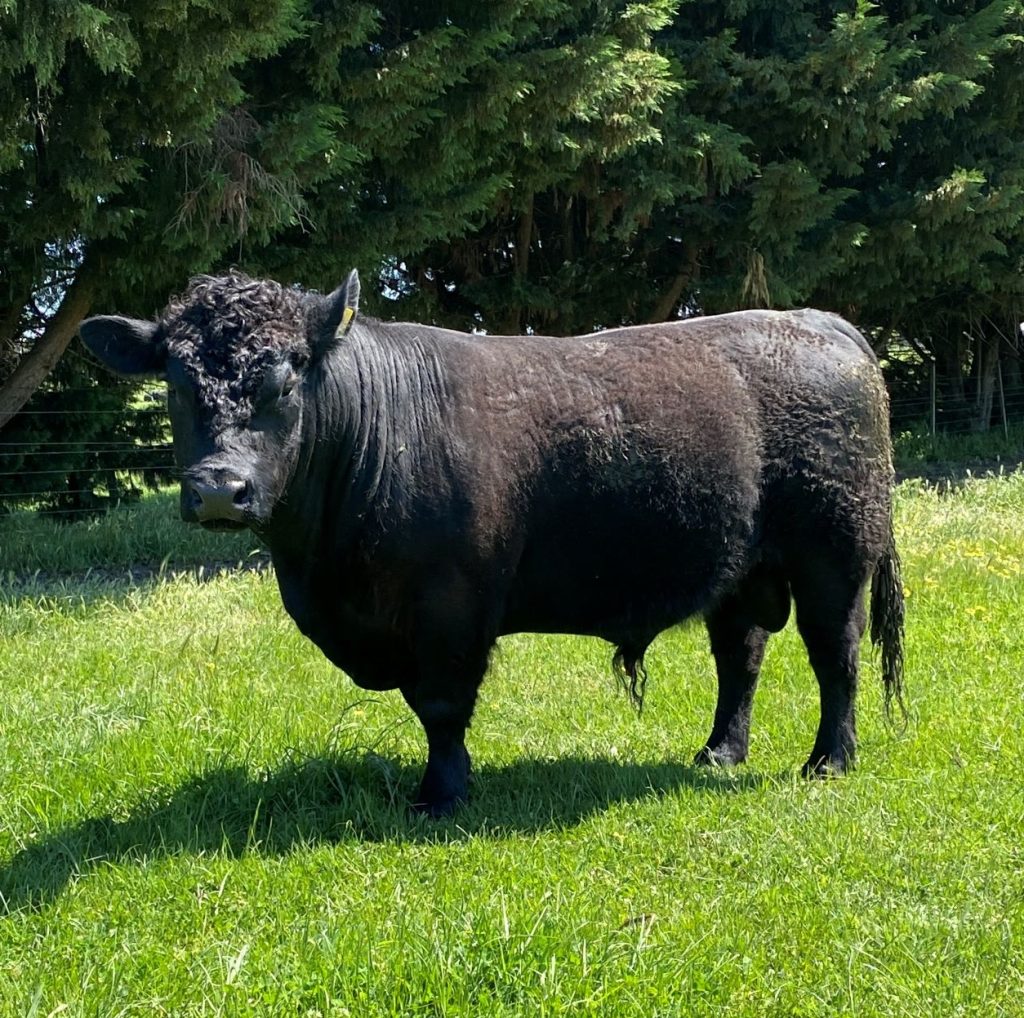 Australian Lowline Cattle & Genetics For Sale - ALCA