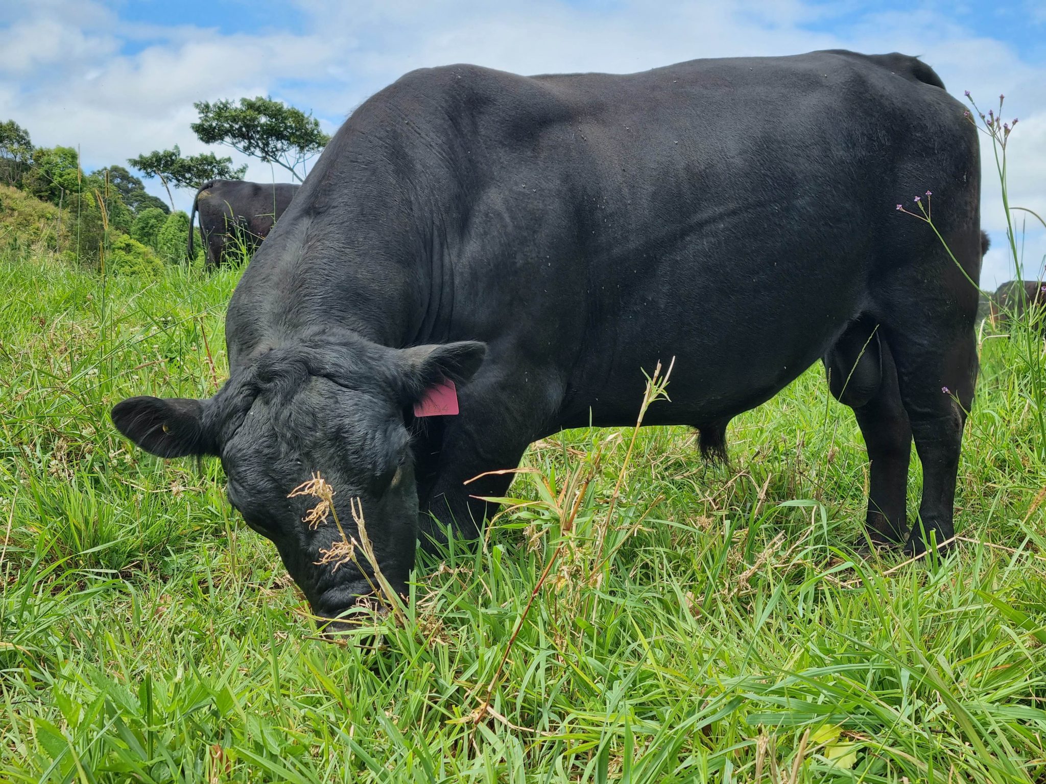 Australian Lowline Cattle & Genetics For Sale - ALCA