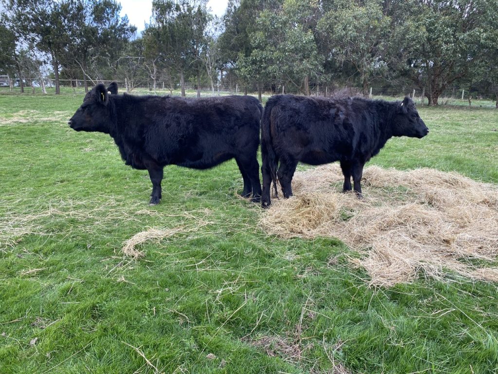 Australian Lowline Cattle & Genetics For Sale - ALCA