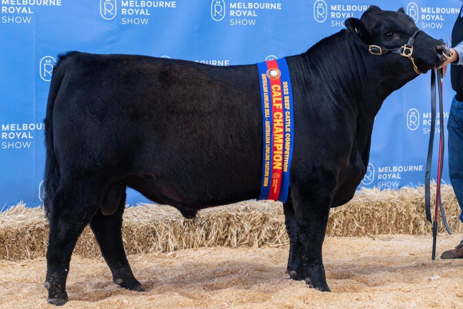 Australian Lowline Cattle & Genetics For Sale - ALCA