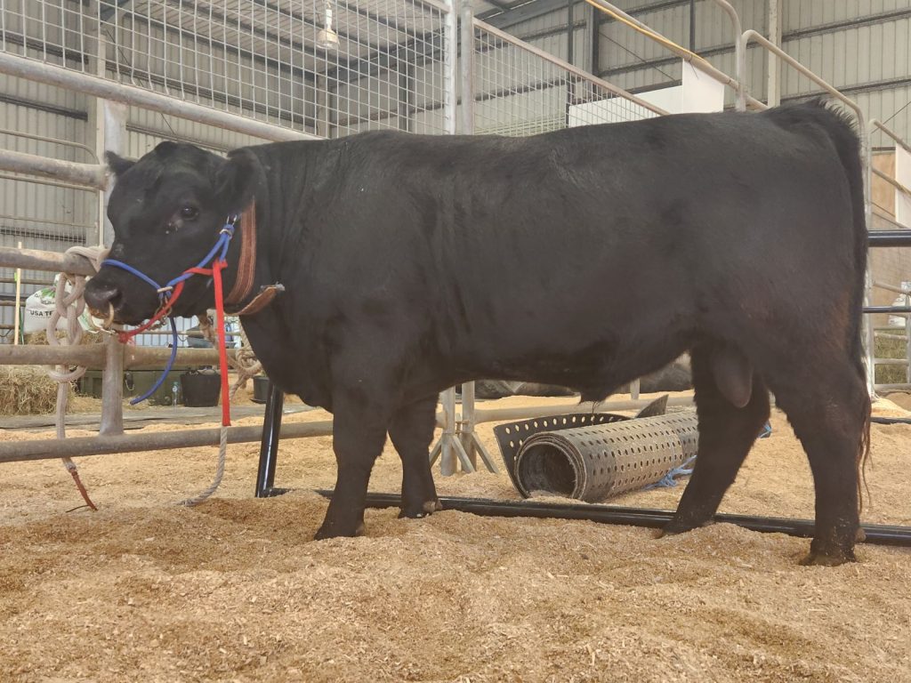 Australian Lowline Cattle & Genetics For Sale - ALCA