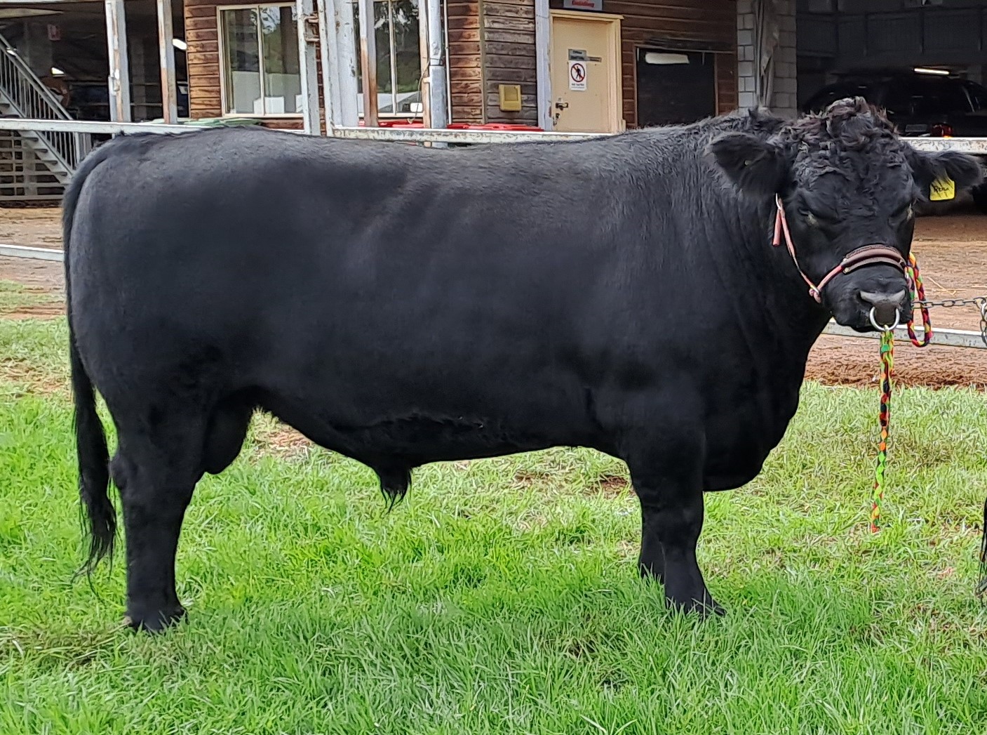 Australian Lowline Cattle & Genetics For Sale - ALCA