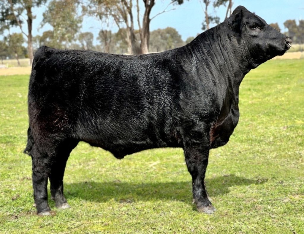 Australian Lowline Cattle & Genetics For Sale - ALCA