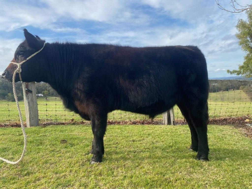 Australian Lowline Cattle & Genetics For Sale - ALCA