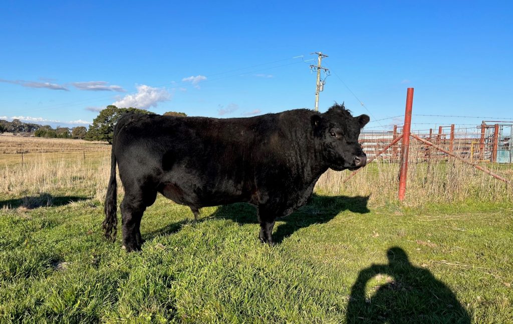 Australian Lowline Cattle & Genetics For Sale - ALCA