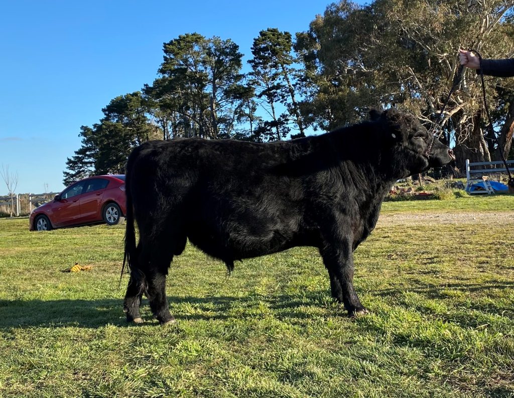 Australian Lowline Cattle & Genetics For Sale - ALCA