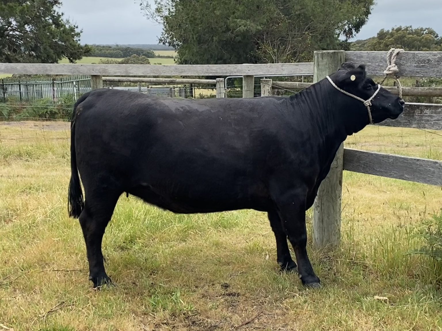 Australian Lowline Cattle & Genetics For Sale - ALCA