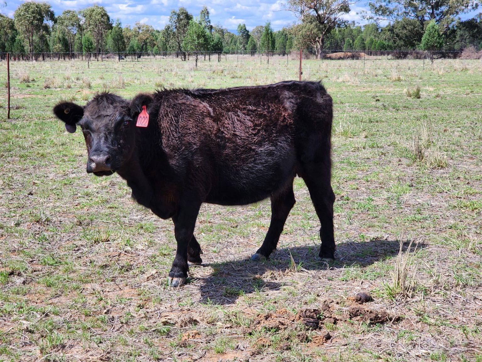 Australian Lowline Cattle & Genetics For Sale - ALCA