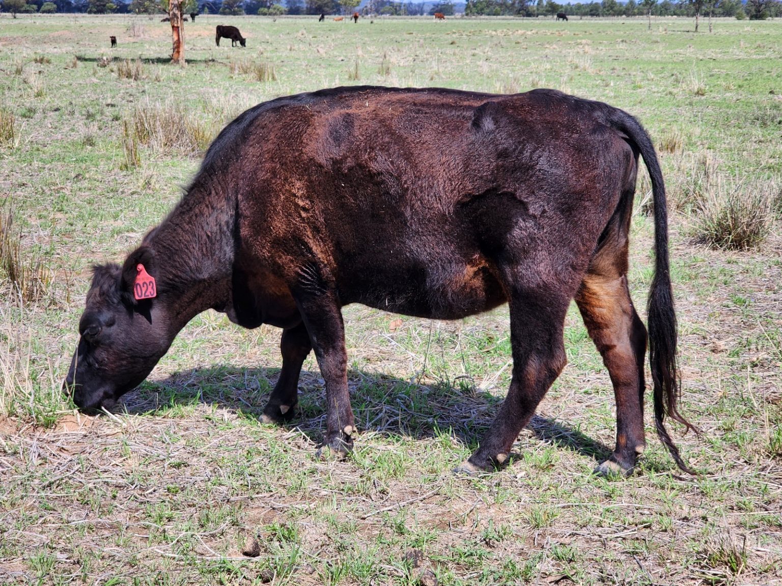 Australian Lowline Cattle & Genetics For Sale - ALCA