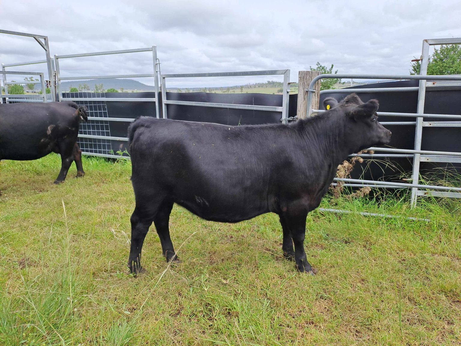 Australian Lowline Cattle & Genetics For Sale - ALCA