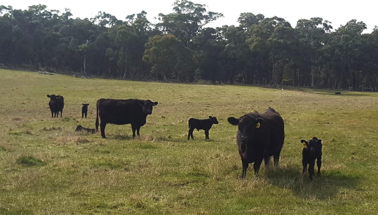 Australian Lowline Cattle & Genetics For Sale - ALCA