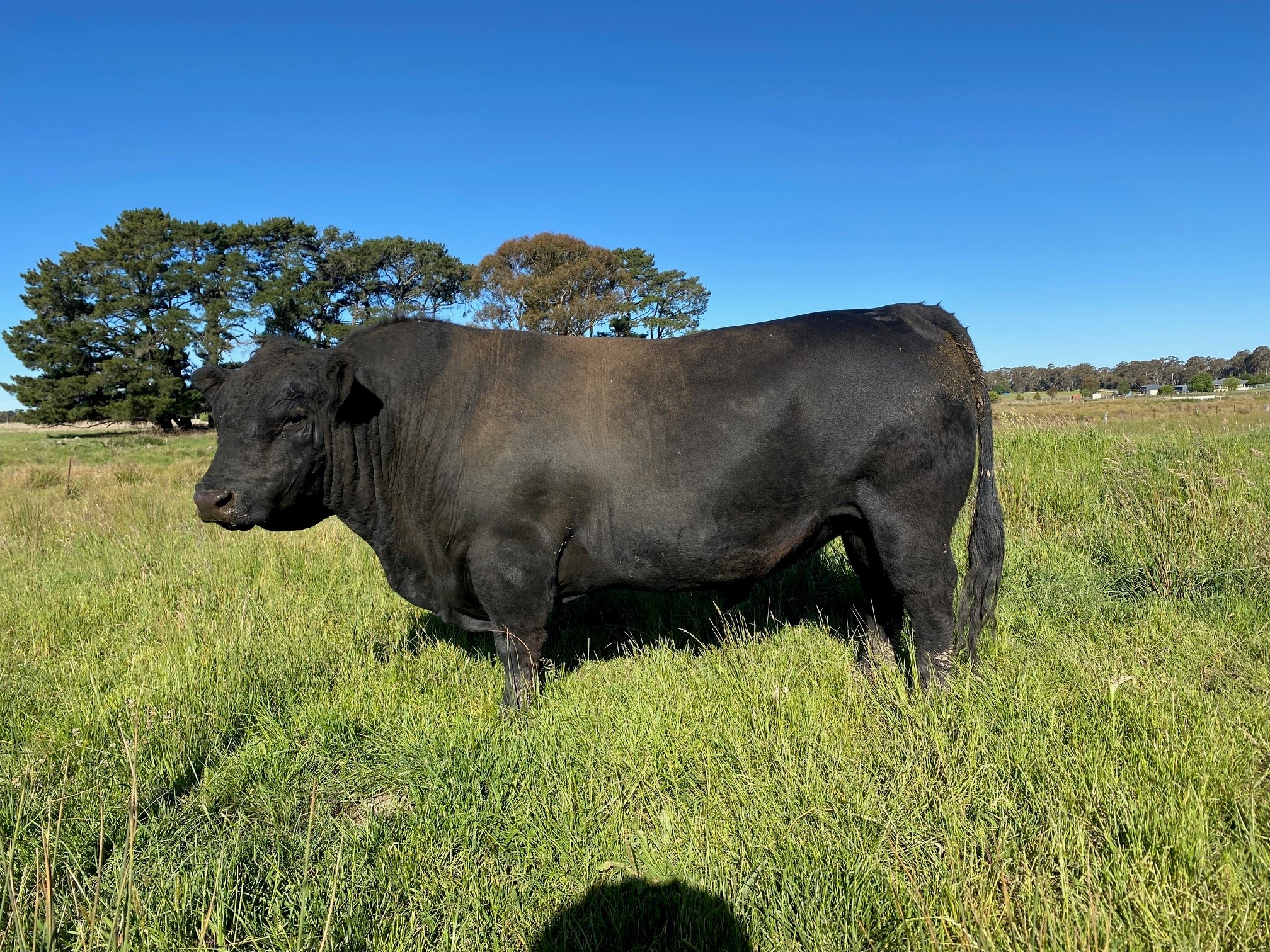 Australian Lowline Cattle & Genetics For Sale - ALCA