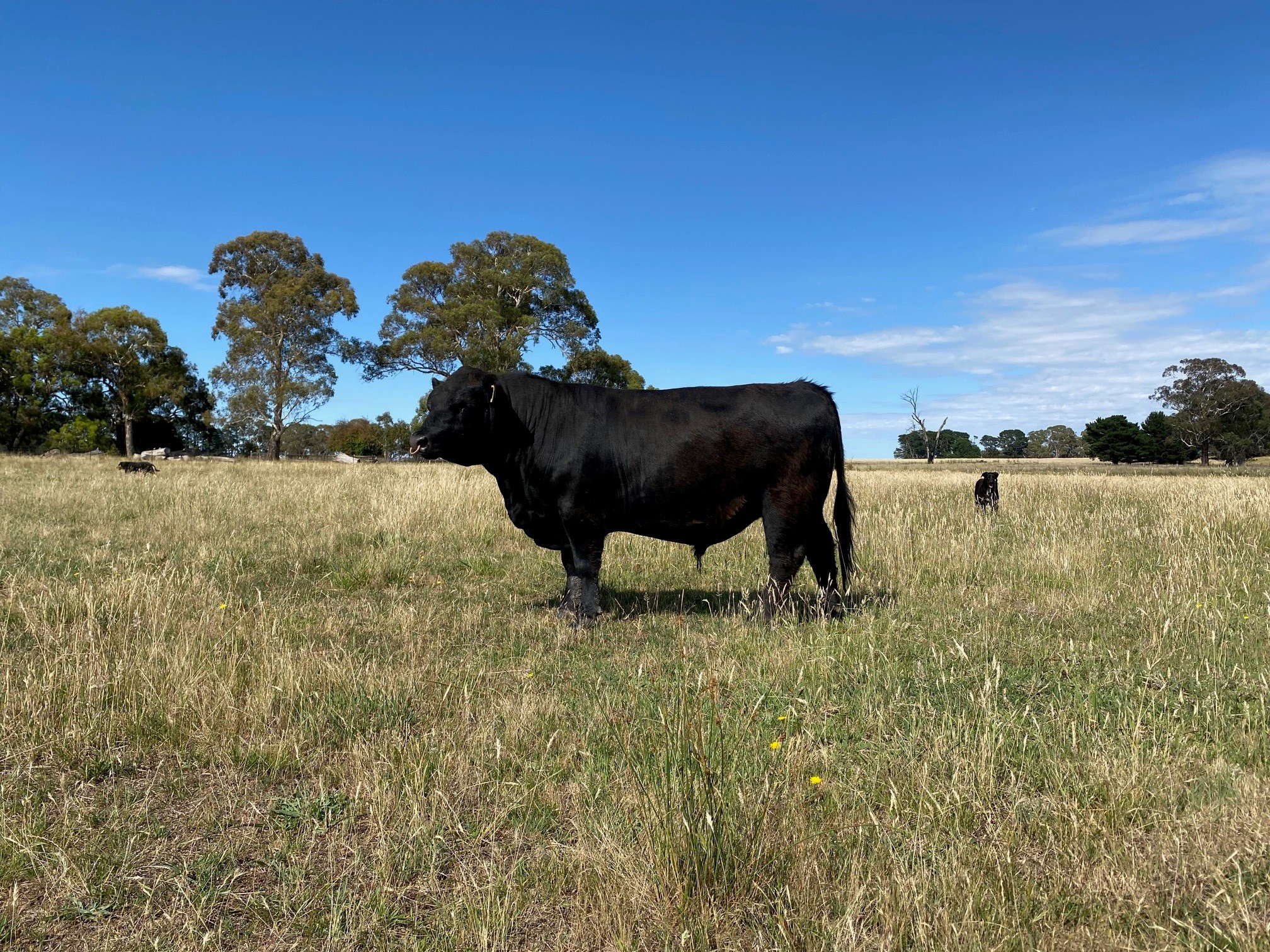 Australian Lowline Cattle & Genetics For Sale - ALCA
