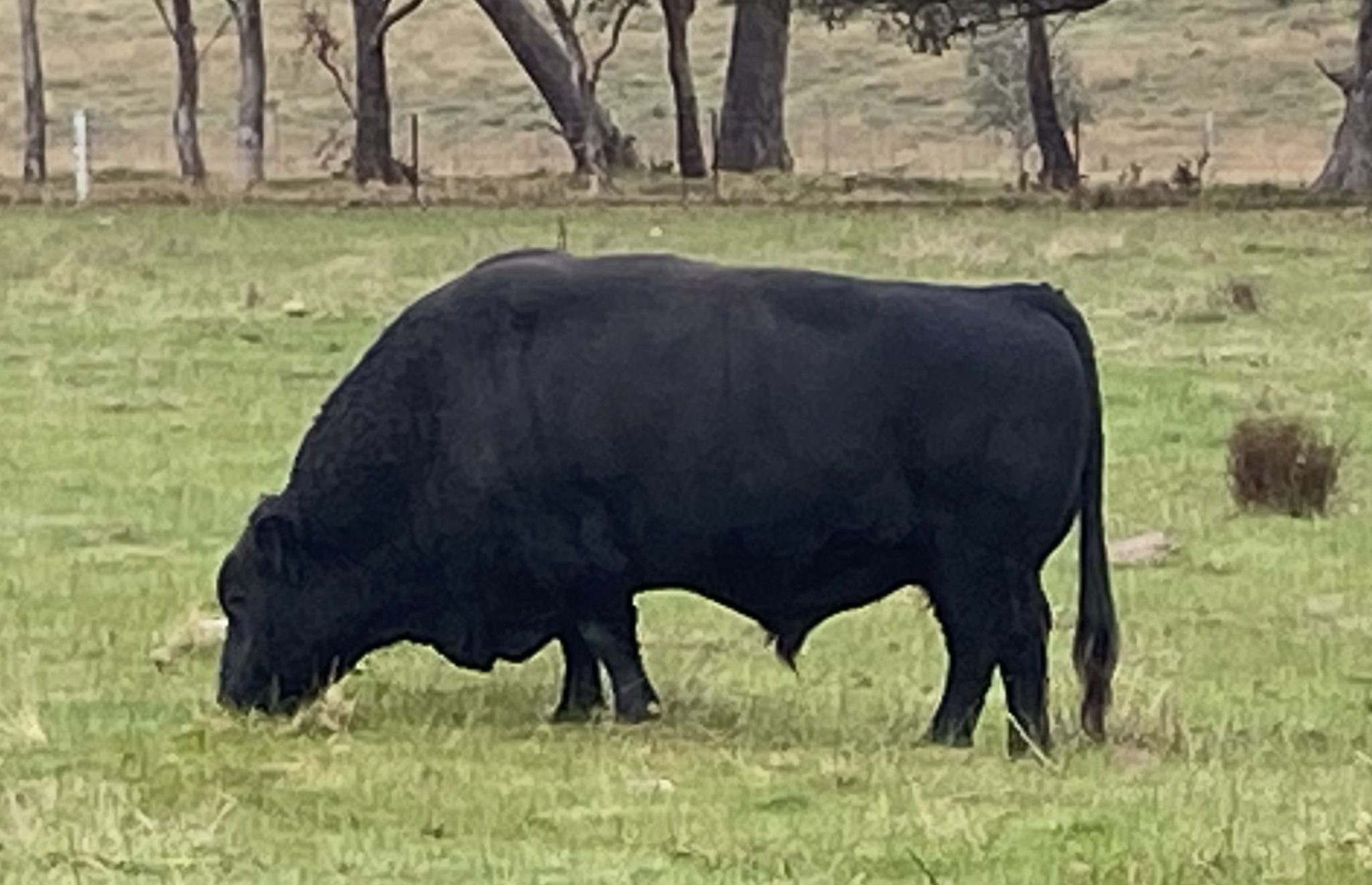 Australian Lowline Cattle & Genetics For Sale - ALCA