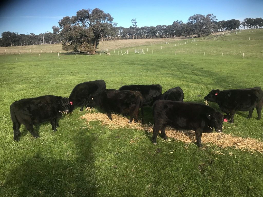 Australian Lowline Cattle & Genetics For Sale - ALCA