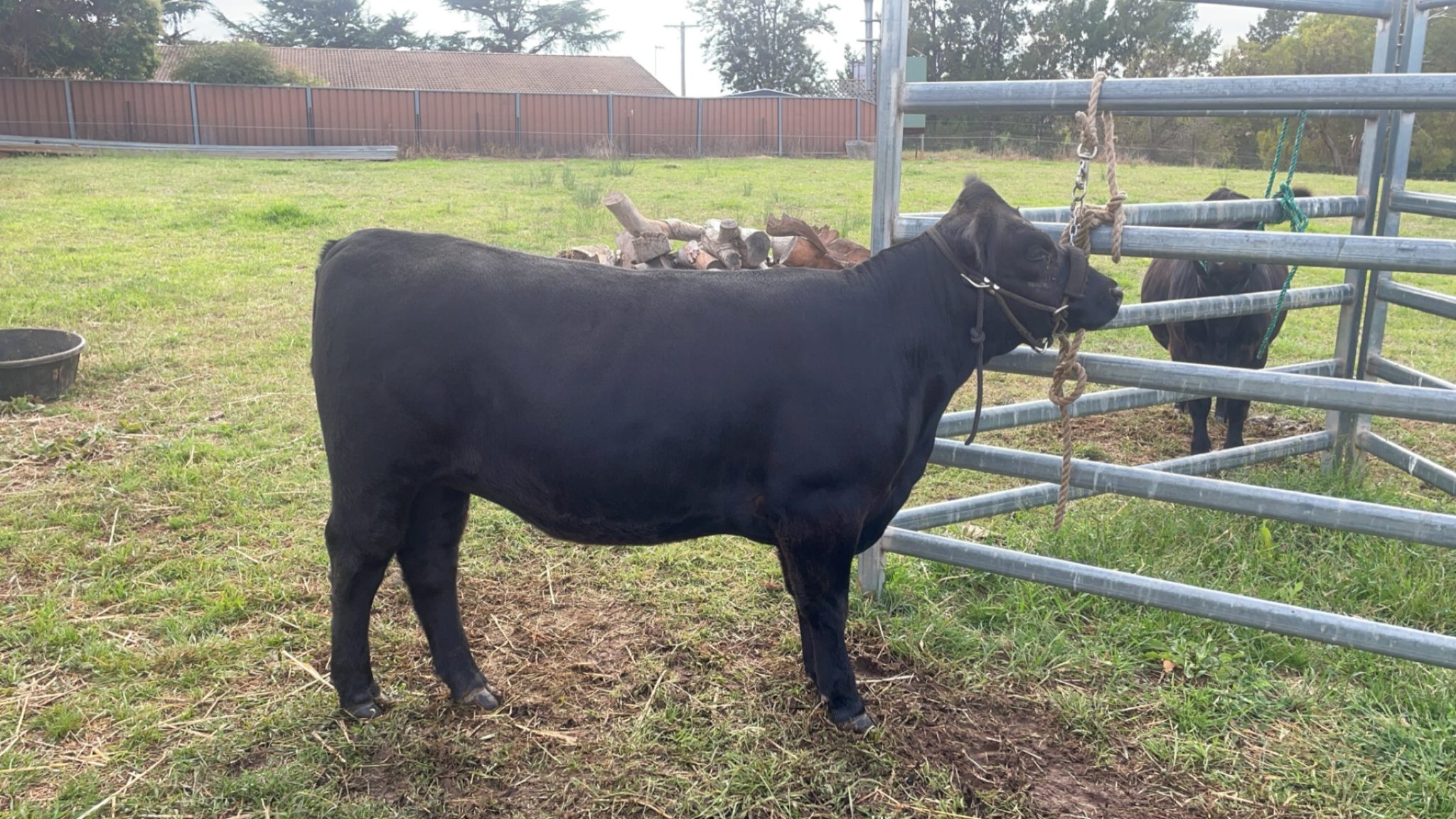 Australian Lowline Cattle & Genetics For Sale - ALCA